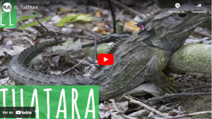 Tuatara común: el fósil viviente que sorprende a los científicos